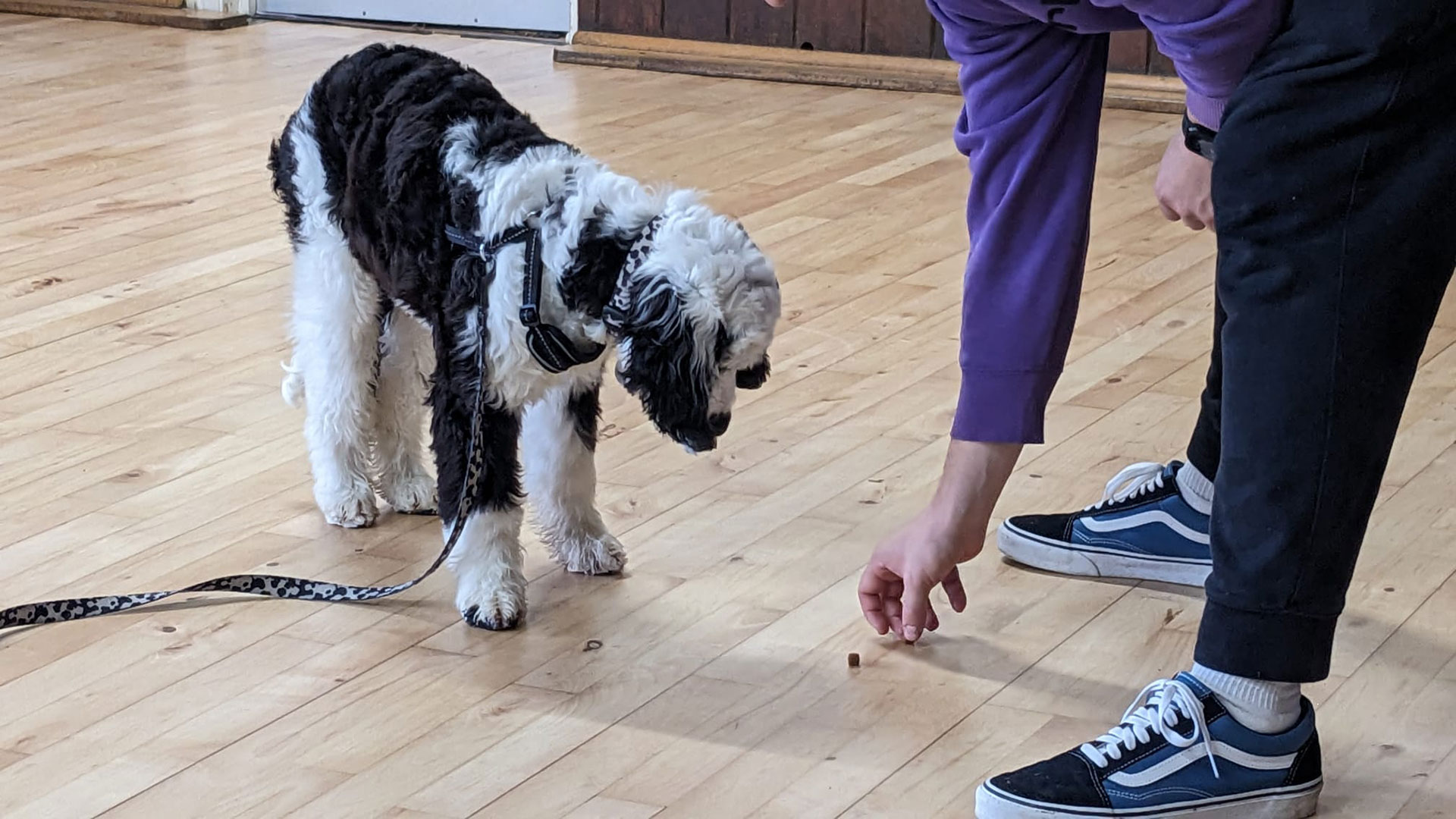 What Is Positive Reinforcement Training? - Positive Dog Training ...